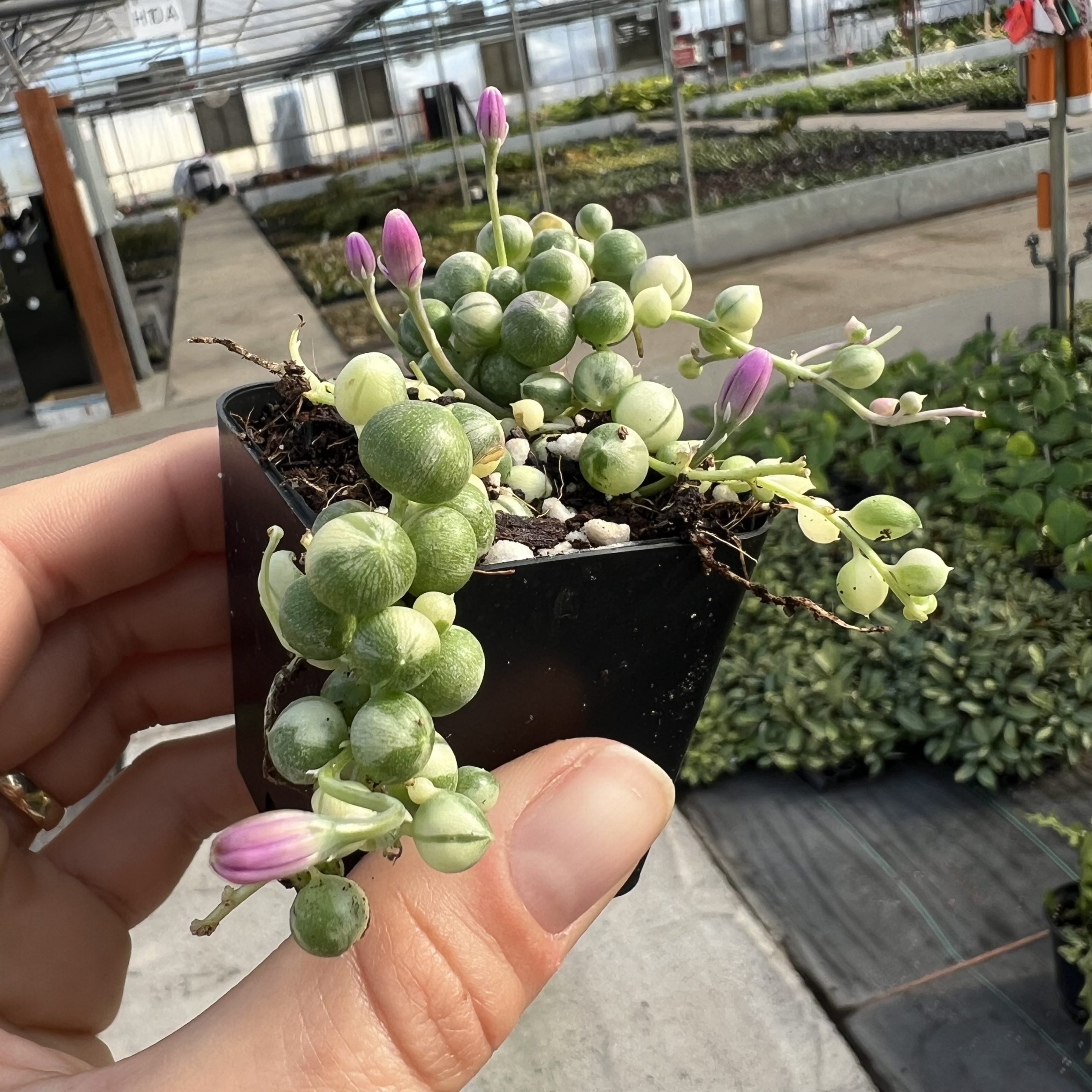 Senecio rowleyanus 'Variegata' - Variegated String of Pearls (2" Pot ...