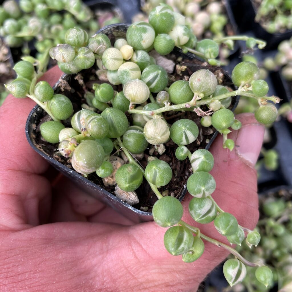 Senecio rowleyanus 'Variegata' - Variegated String of Pearls (2" Pot ...