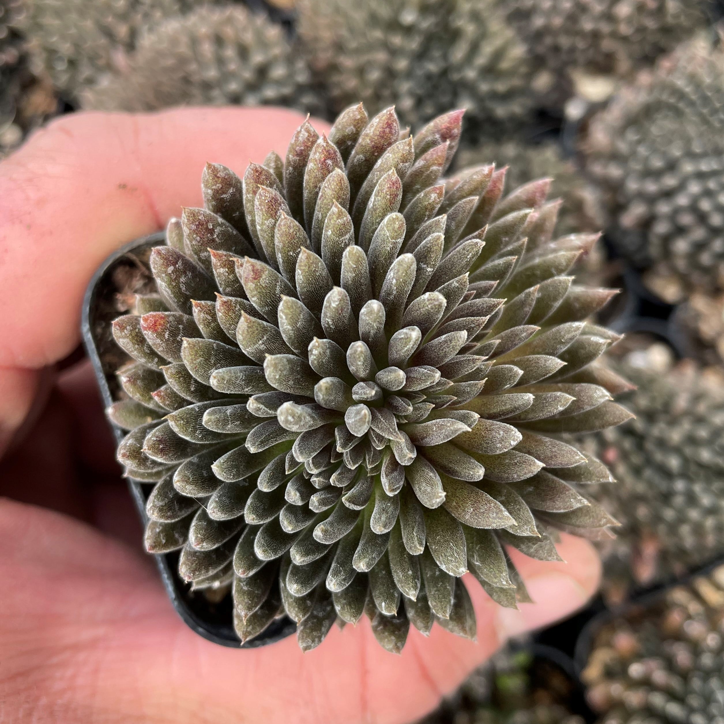 Sinocrassula yunnanensis - Chinese Jade Succulent (2" Pot) | Little ...