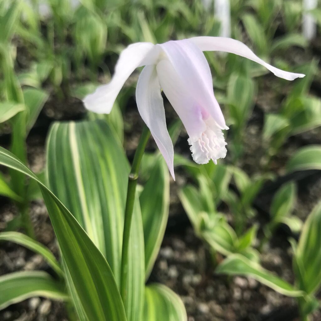 Bletilla striata 'Variegata' - Hardy Ground Orchid (4.5" Pot) | Little ...