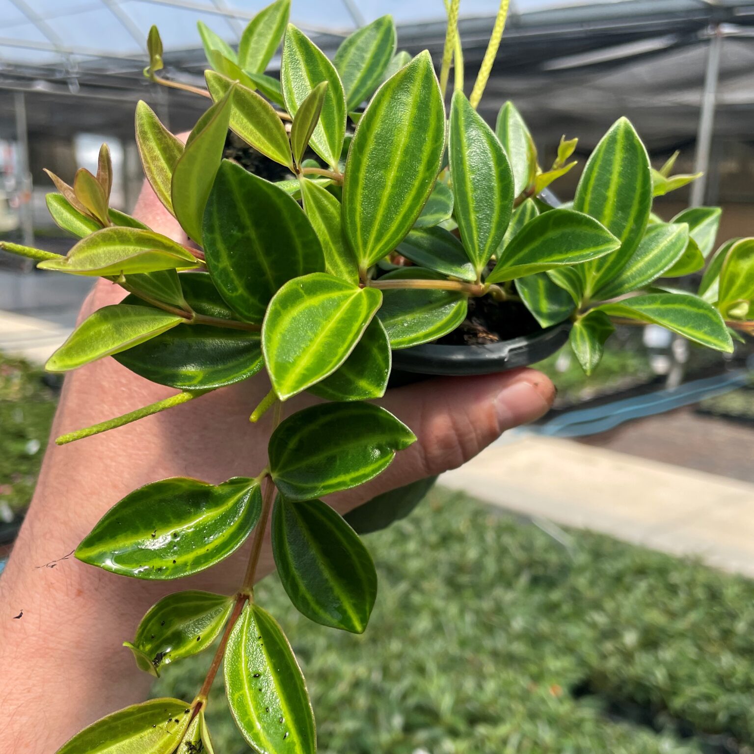 Peperomia angulata - Beetle Peperomia (4.5" Pot) | Little Prince of ...