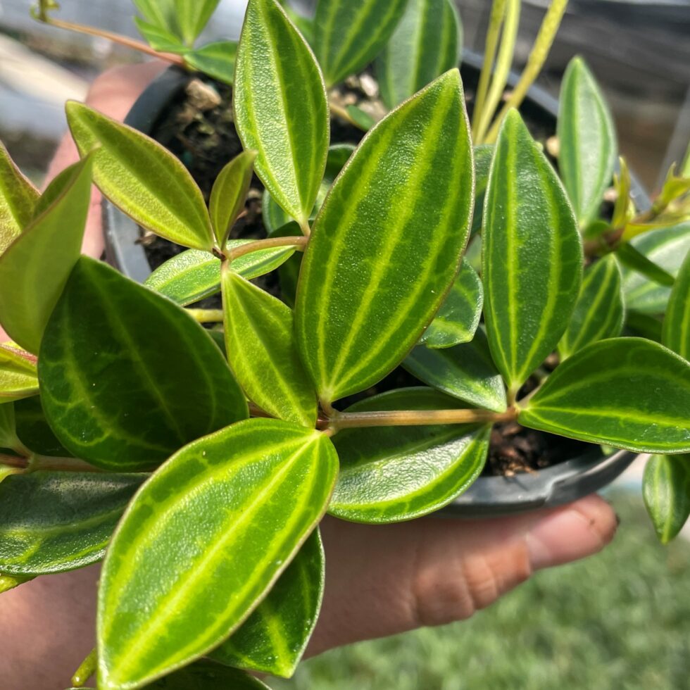 Peperomia angulata - Beetle Peperomia (4.5" Pot) | Little Prince of ...