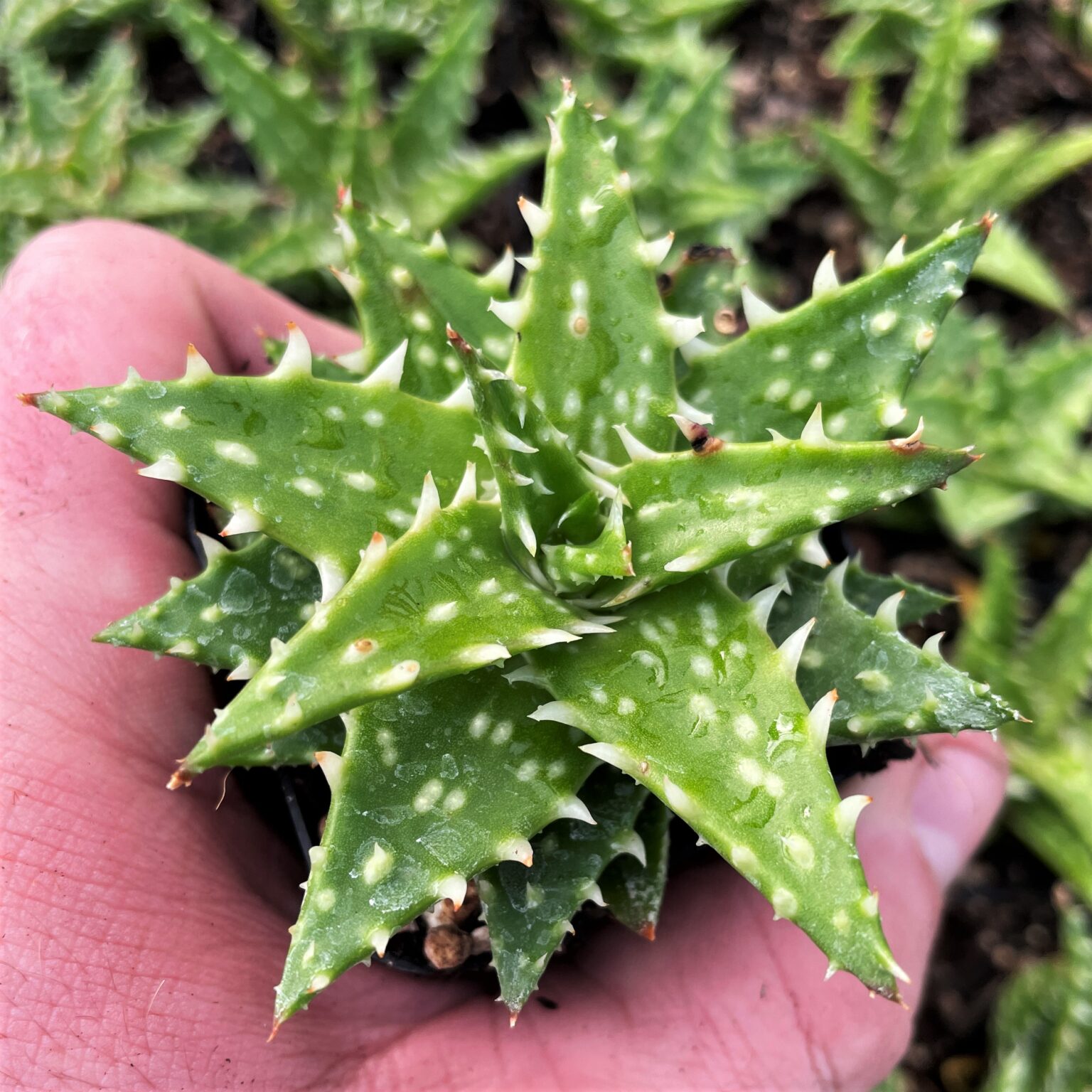 Aloe 'Minnie Belle' (2" Pot) | Little Prince To Go