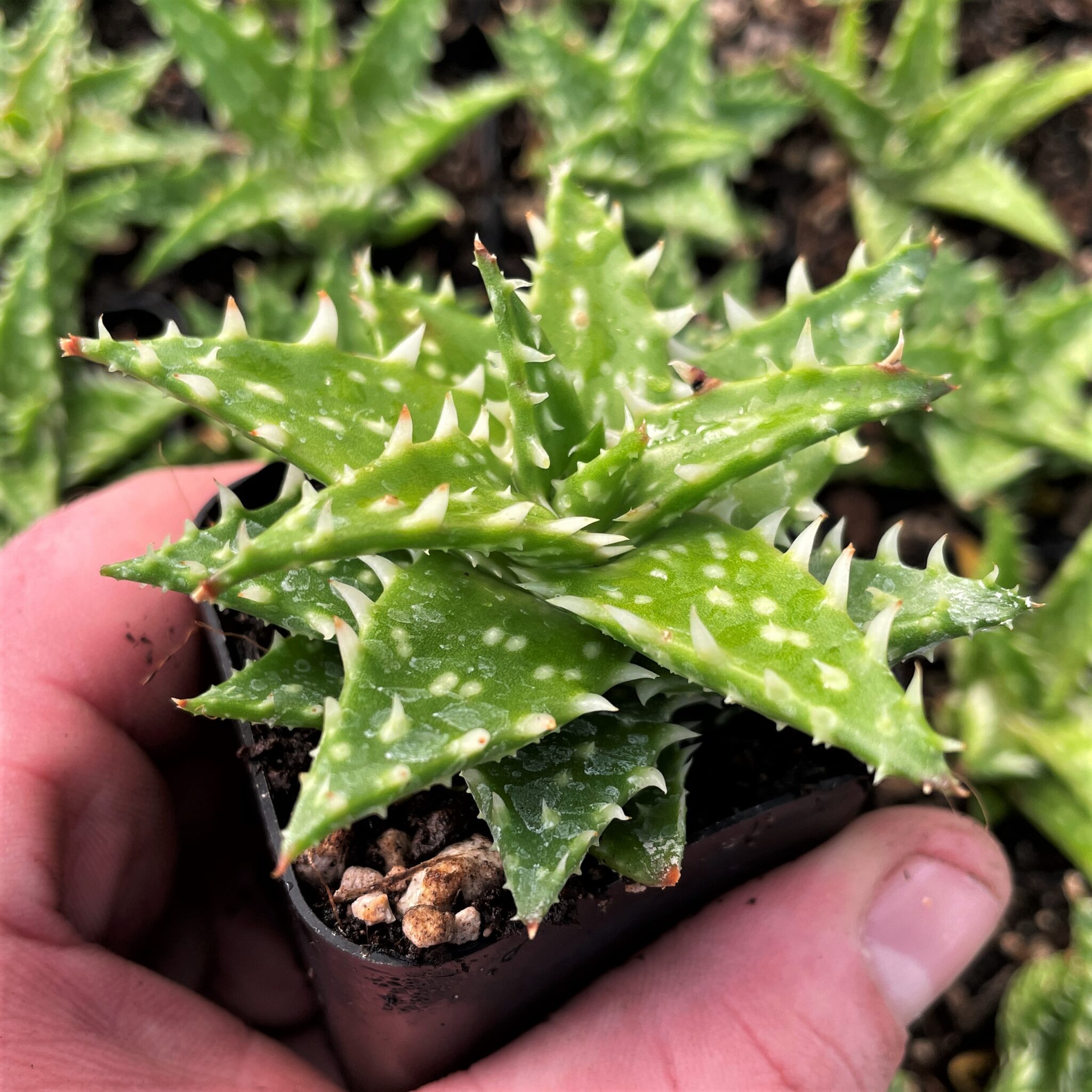 Aloe 'Minnie Belle' (2" Pot) | Little Prince To Go