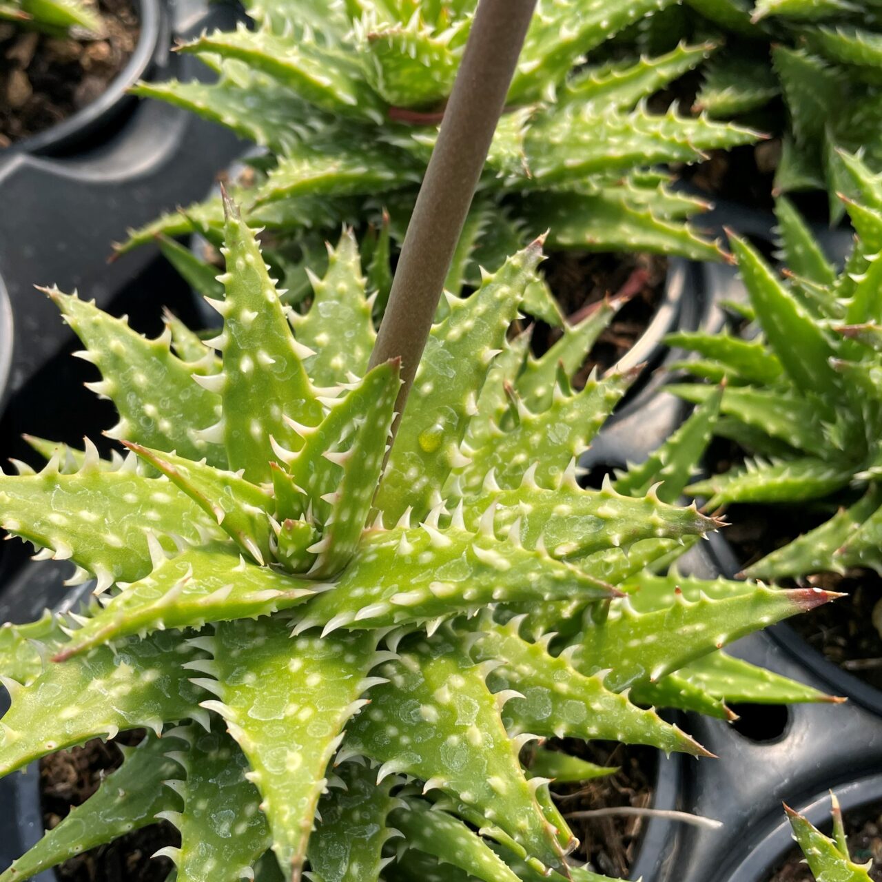 Aloe 'Minnie Belle' (2" Pot) | Little Prince To Go