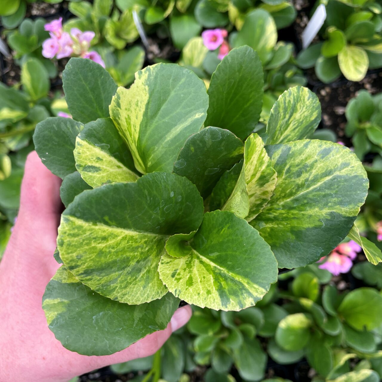 Bergenia cordifolia 'Tubby Andrews' - Tricolor Pigsqueak (4.5" Pot ...