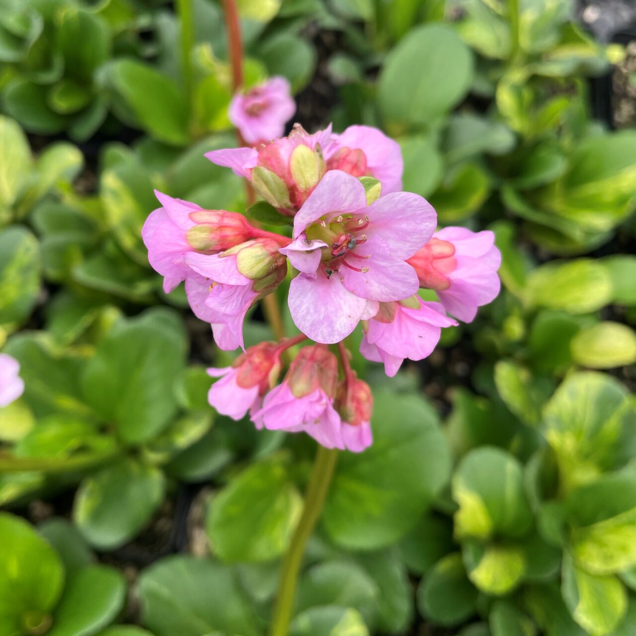 Bergenia cordifolia 'Tubby Andrews' - Tricolor Pigsqueak (4.5" Pot ...
