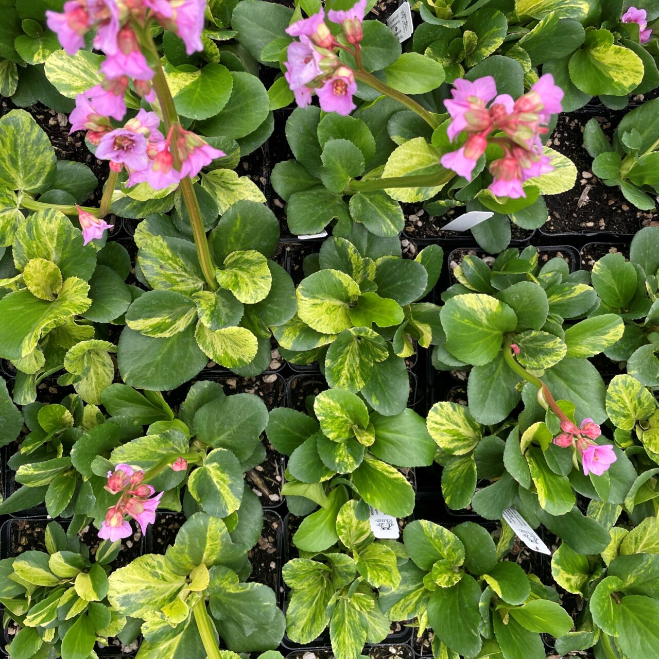 Bergenia cordifolia 'Tubby Andrews' - Tricolor Pigsqueak (4.5" Pot ...