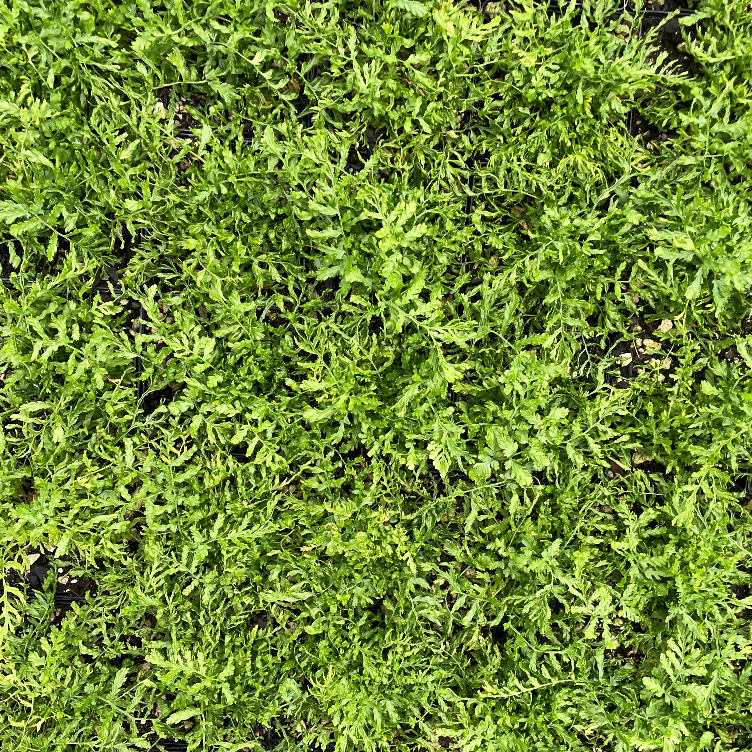Dryopteris filix-mas 'Linearis Polydactyla' - Male Fern (3.5" Pot ...