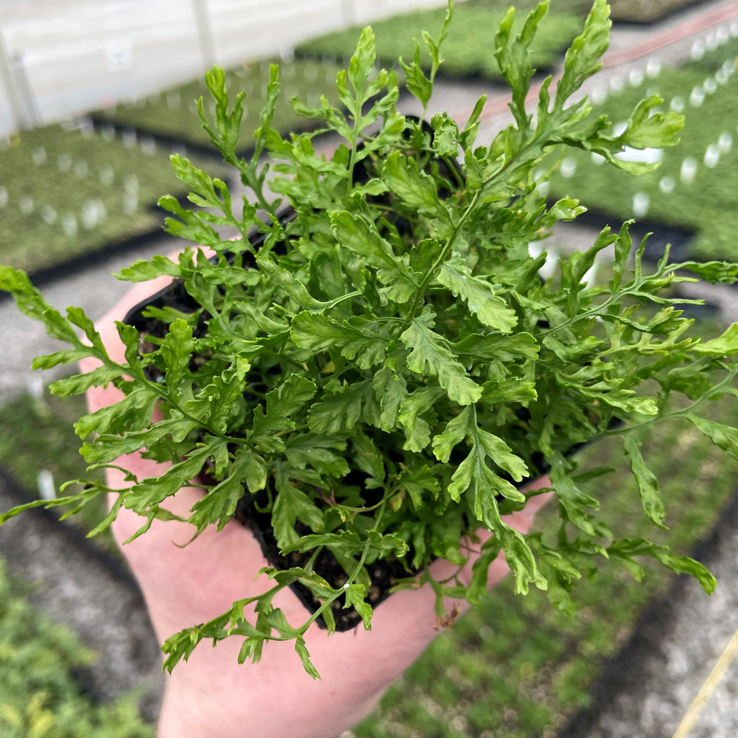 Dryopteris filix-mas 'Linearis Polydactyla' - Male Fern (3.5" Pot ...