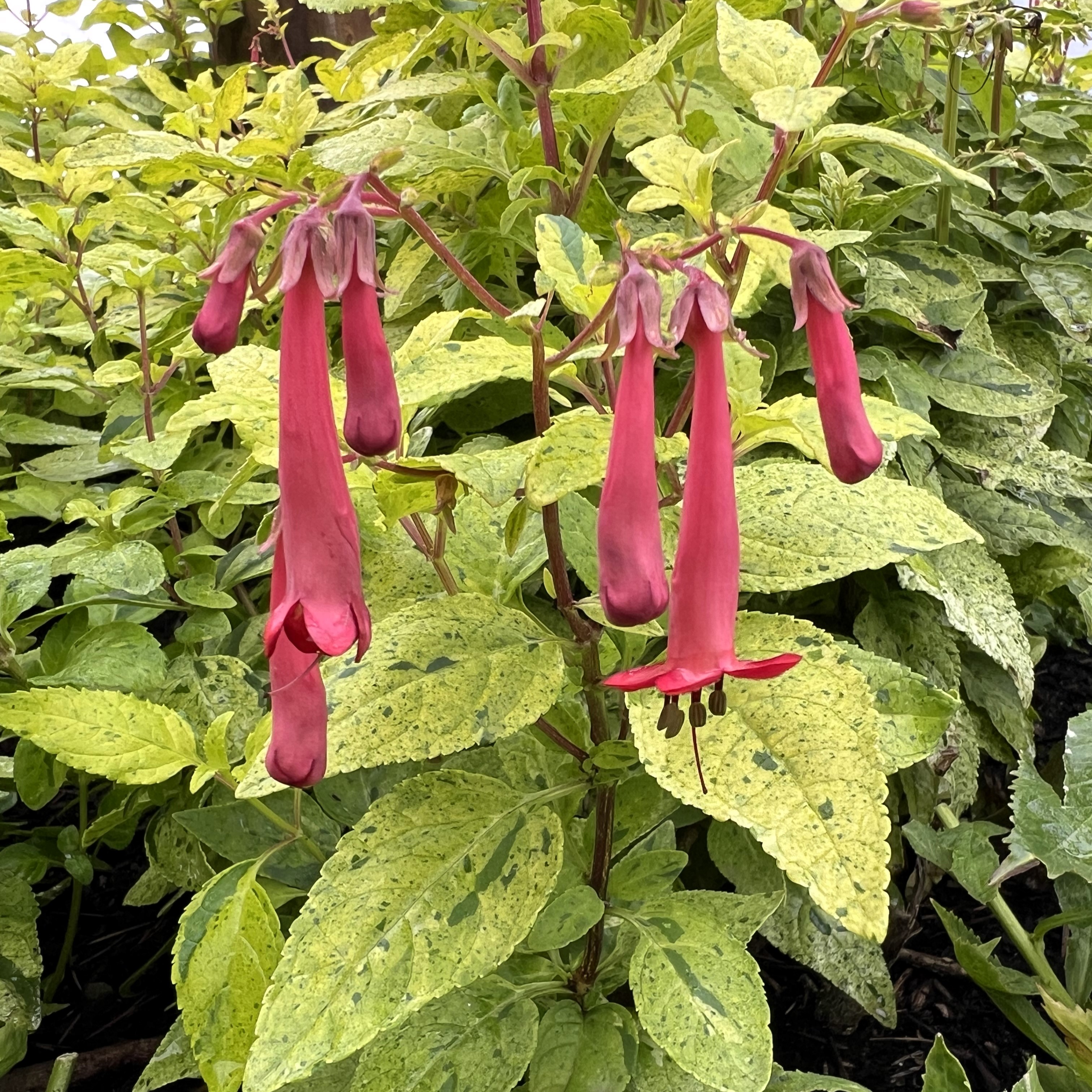 Phygelius x rectus ‘Lemon Spritzer’ PP 24,294 – Cape Fuchsia (4.5" Pot ...