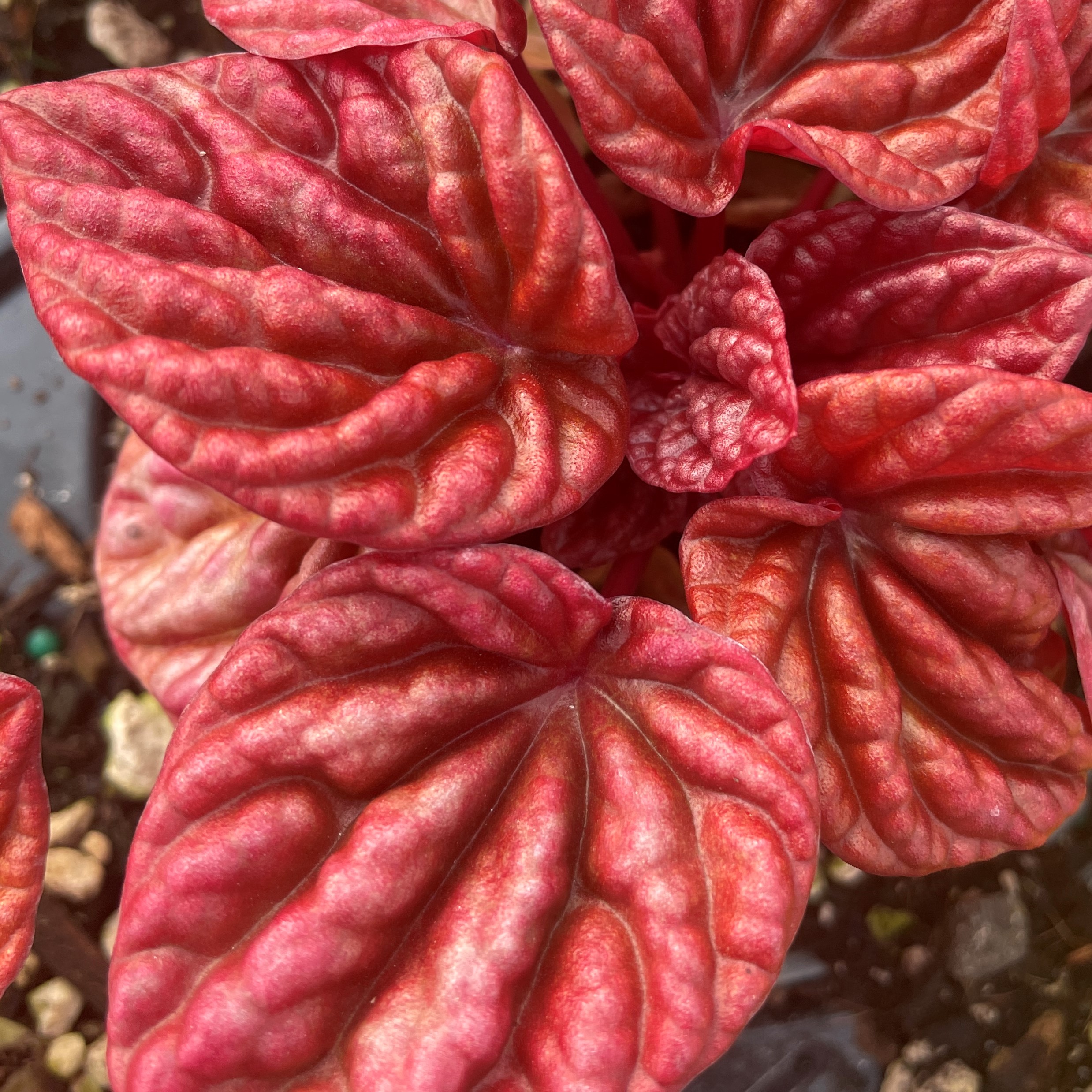 Peperomia caperata 'Quito' - Radiator Plant (4.5" Pot) | Little Prince ...