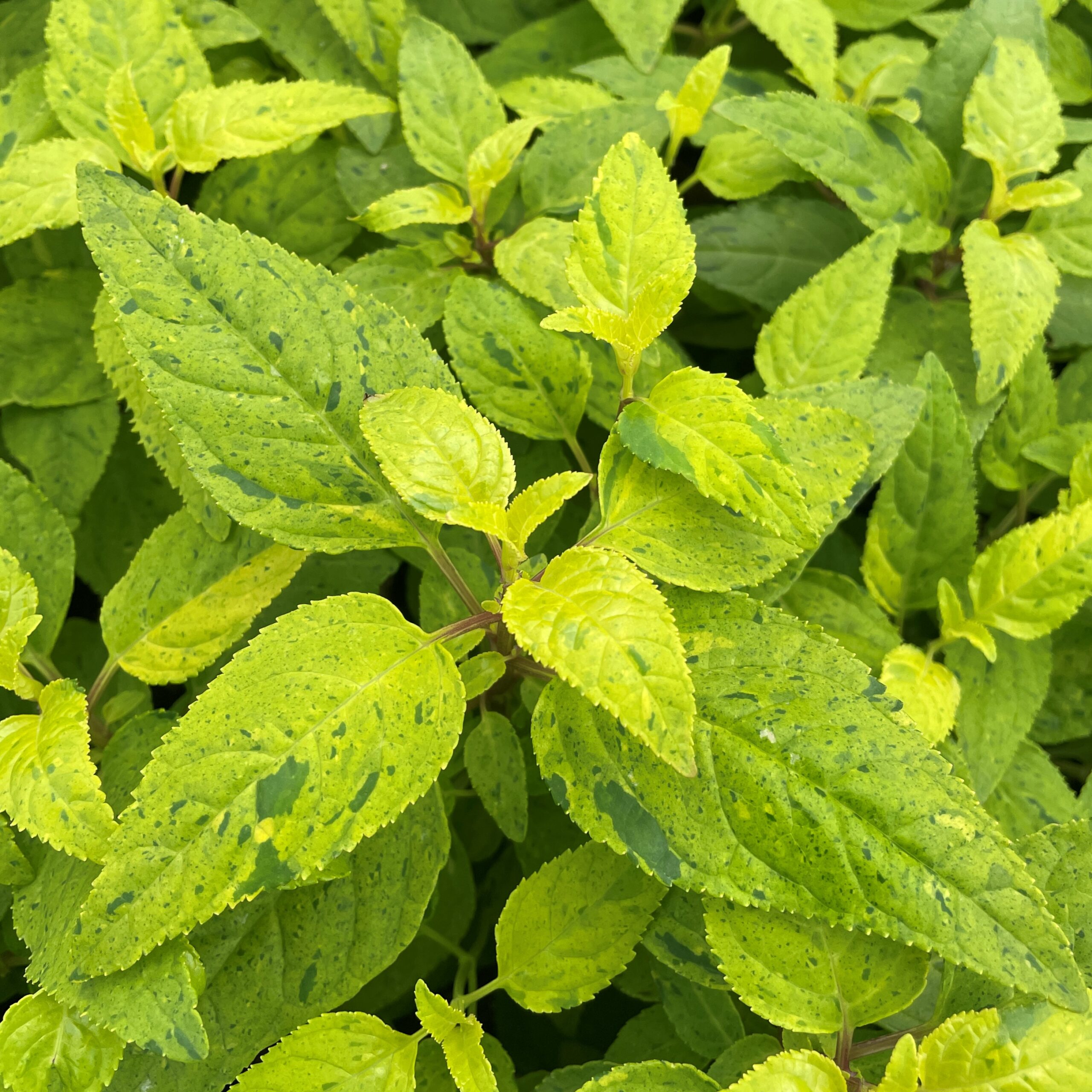 Phygelius x rectus ‘Lemon Spritzer’ PP 24,294 – Cape Fuchsia (4.5" Pot ...
