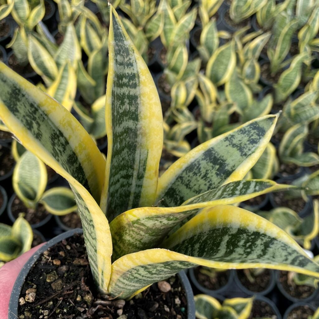 Sansevieria 'Futura Superba' - Snake Plant (4.5" Round) | Little Prince ...