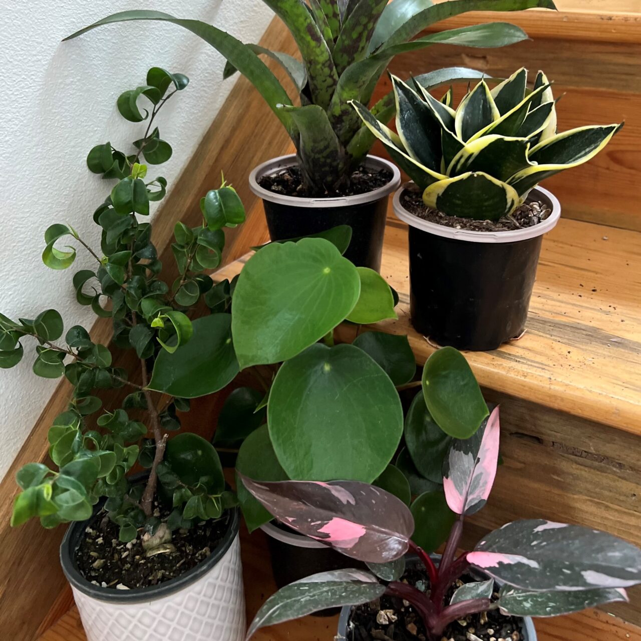 Laura of Garden Answer - Plant Unboxing! | Little Prince To Go Oregon