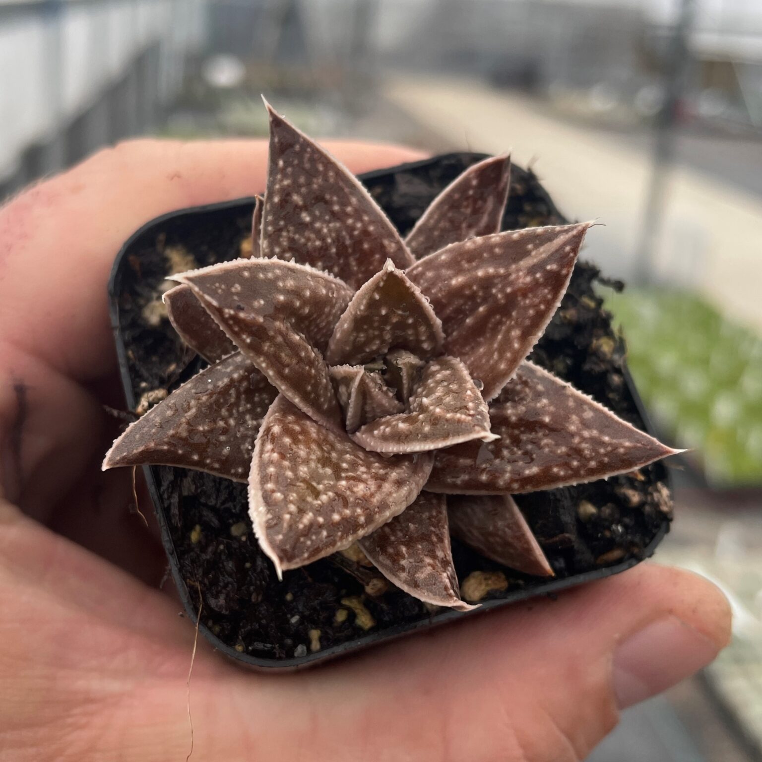Gasteraloe 'Green Ice' - Succulents (2" Pot) | Little Prince To Go