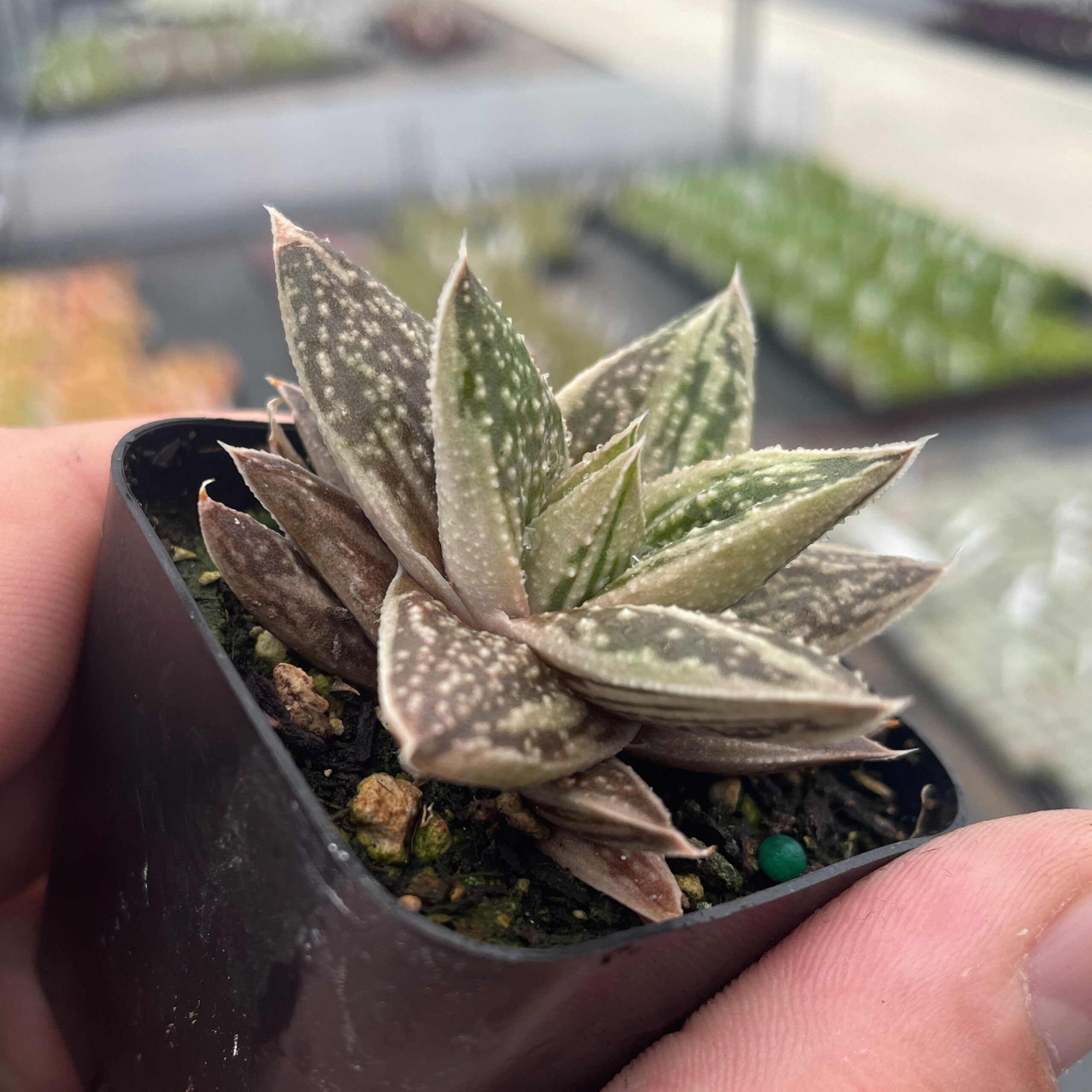Gasteraloe 'Green Ice' - Succulents (2" Pot) | Little Prince To Go