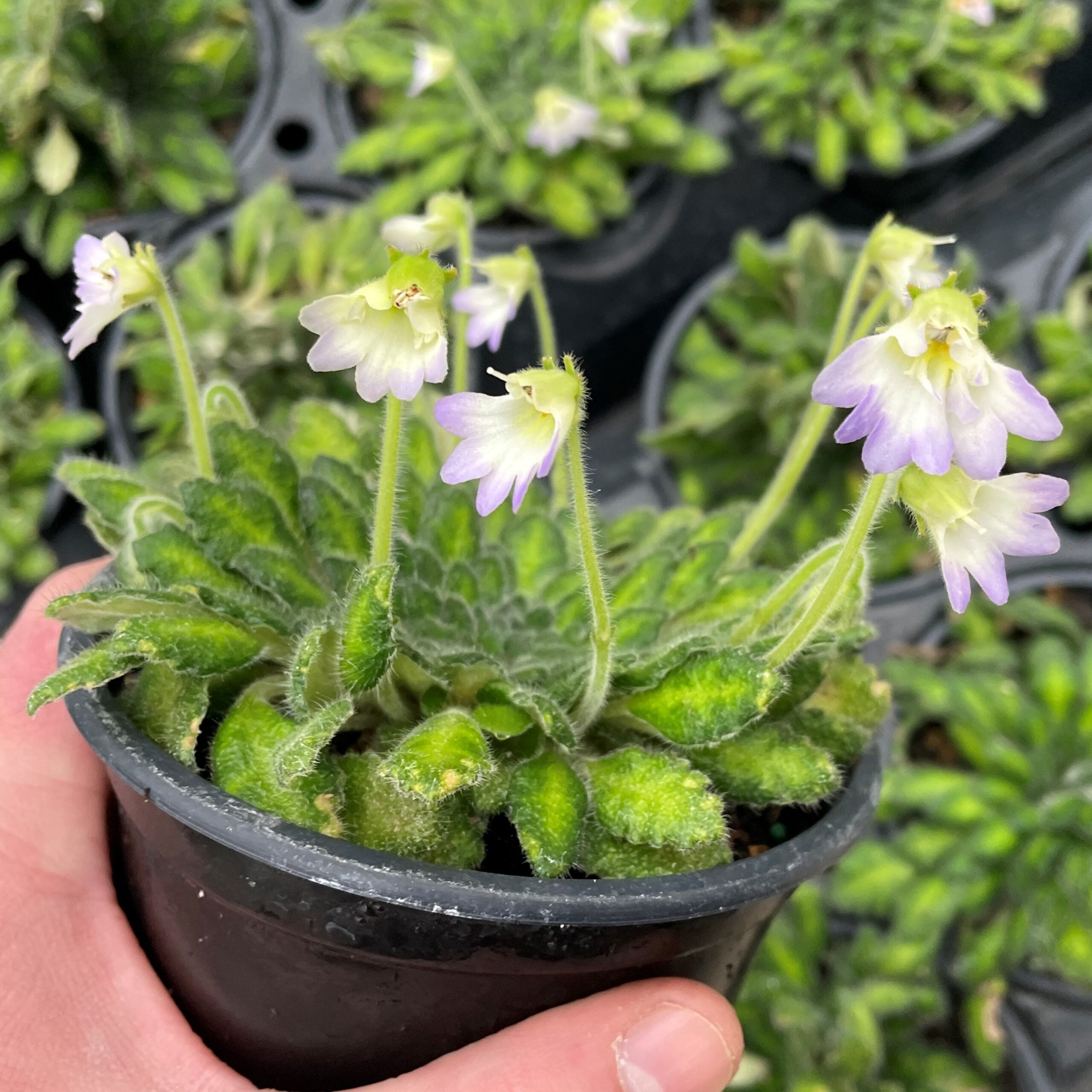 Petrocosmea cryptica - Rare Chinese Gesneriad, African Violet Family (4 ...