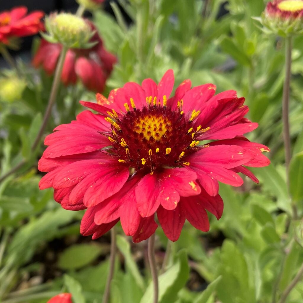 Gaillardia x grandiflora 'Mesa™ Red' - Blanket Flower (4" Pot) | Little ...