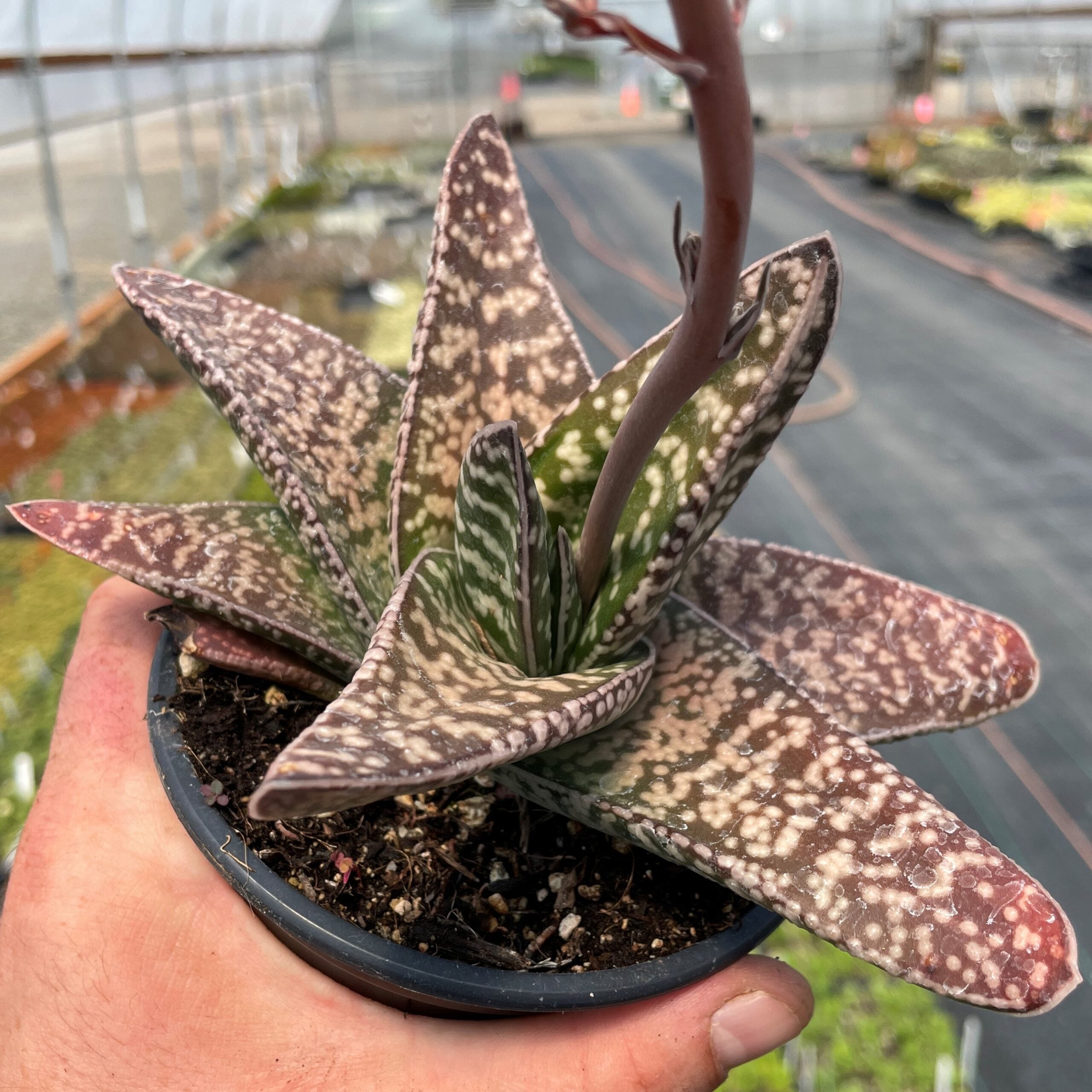 Gasteria bicolor - Lawyer's Tongue Succulent (2" Pot) | Little Prince ...