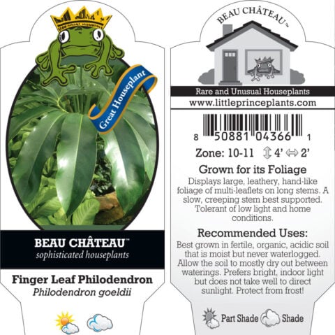 Philodendron goeldii - Finger Leaf Philodendron (4.5" Pot) | Little ...