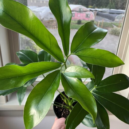Philodendron goeldii - Finger Leaf Philodendron (4.5" Pot) | Little ...