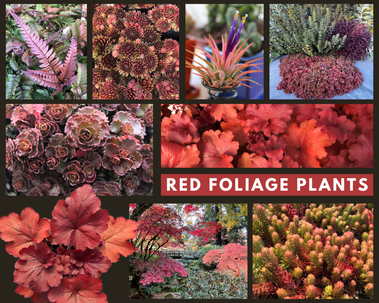 Red Foliage Plants: Grow Like Mike