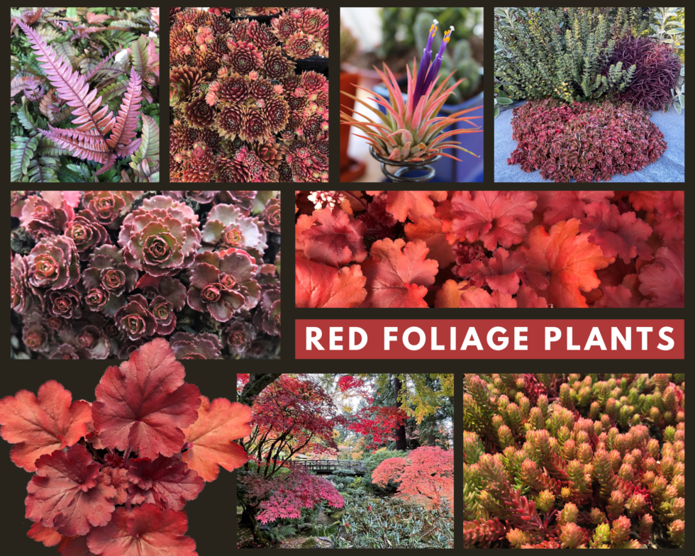 Red Foliage Plants: Grow Like Mike