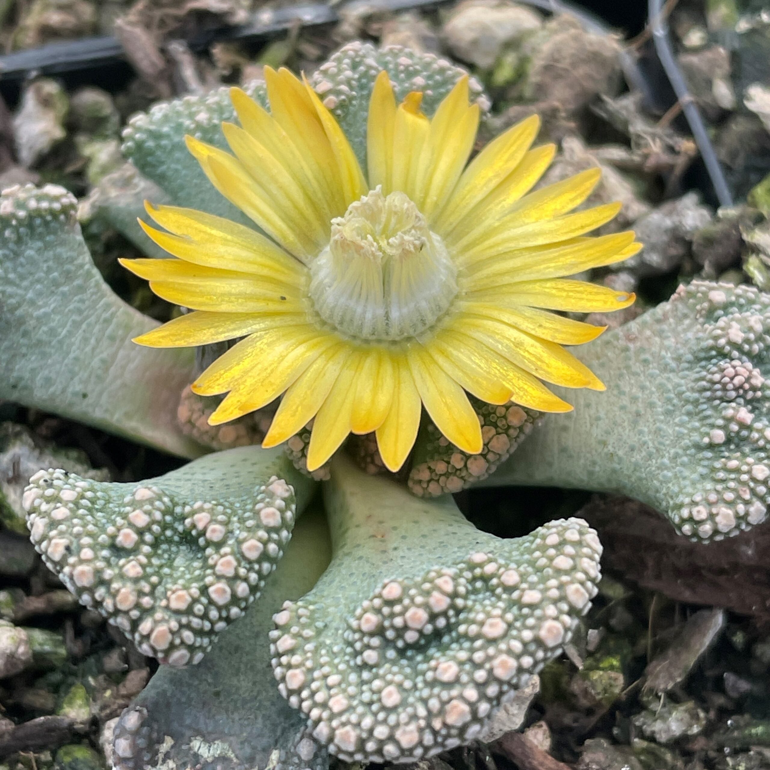 Titanopsis calcareum - Concrete Leaf Succulent, Mimicry Plants (2" Pot ...