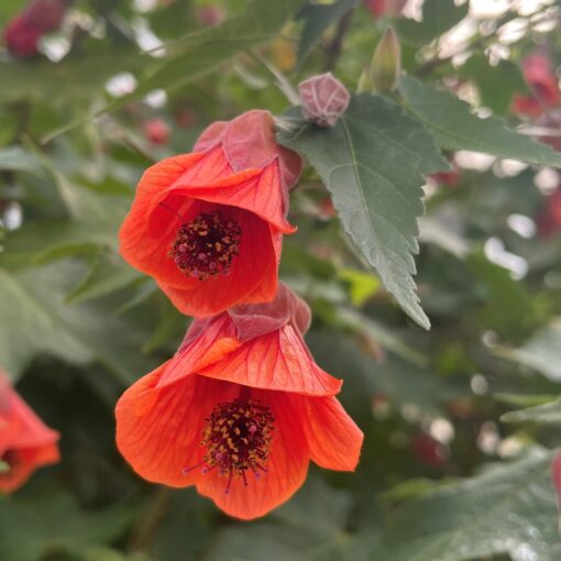 Abutilon 'Dwarf Red' - Flowering Maple (4.5" Pot)