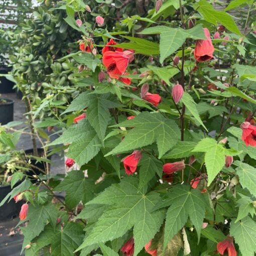 Abutilon 'Dwarf Red' - Flowering Maple (4.5" Pot)