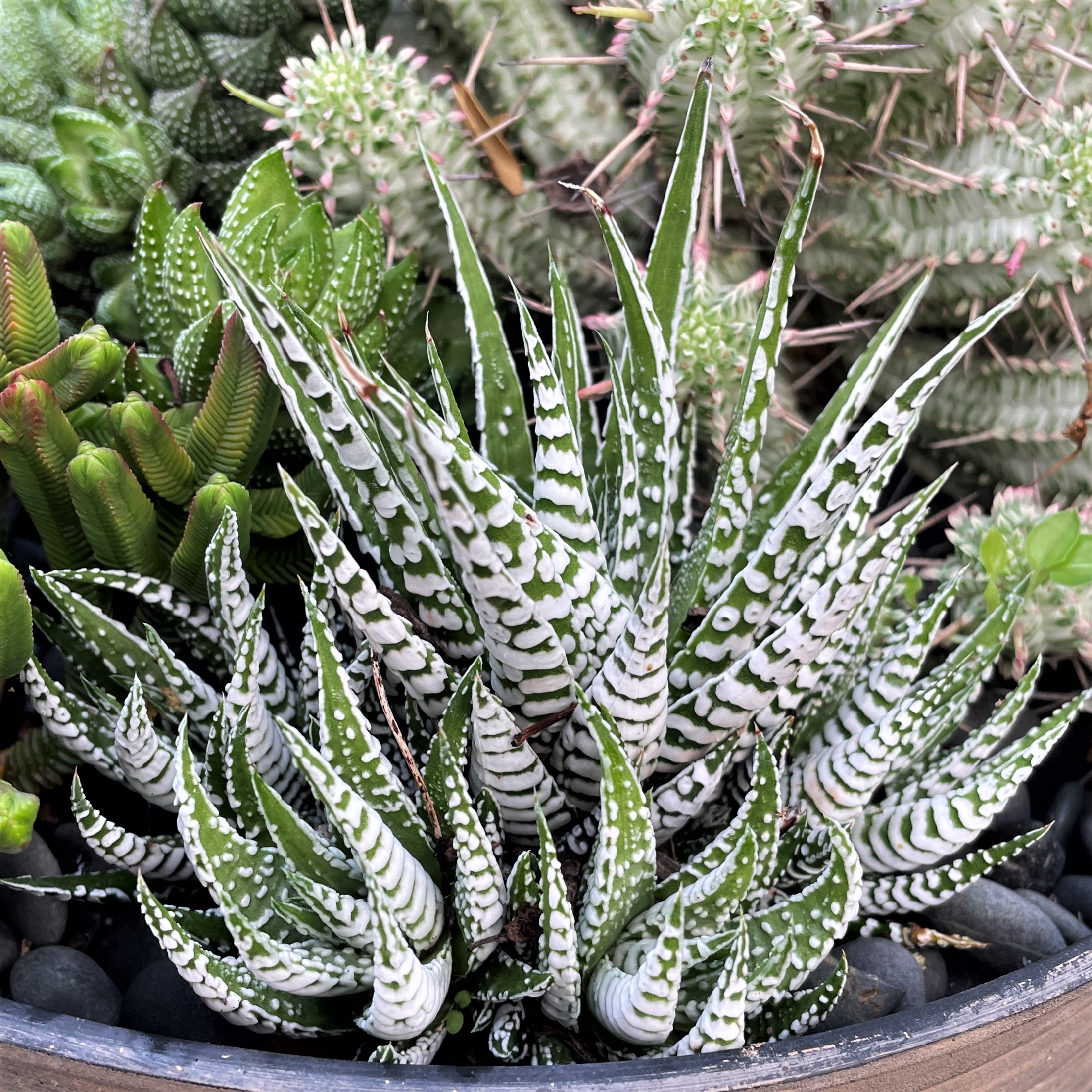 GROW LIKE MIKE: What plants work well for office and school settings ...