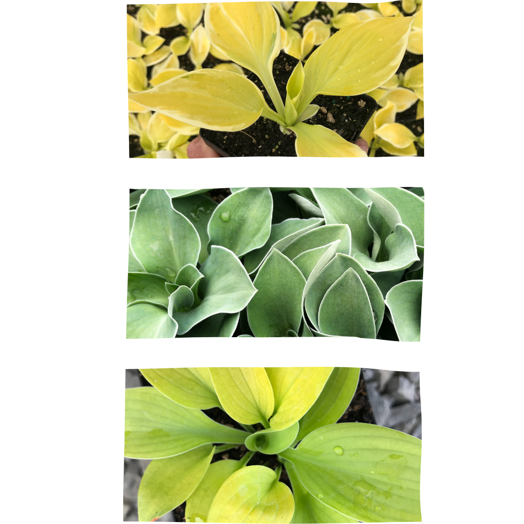 Hostas Hustle: Grow Like Mike