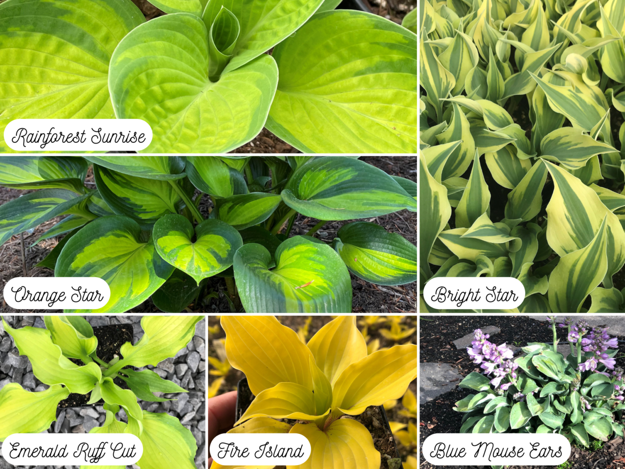 Hostas Hustle: Grow Like Mike