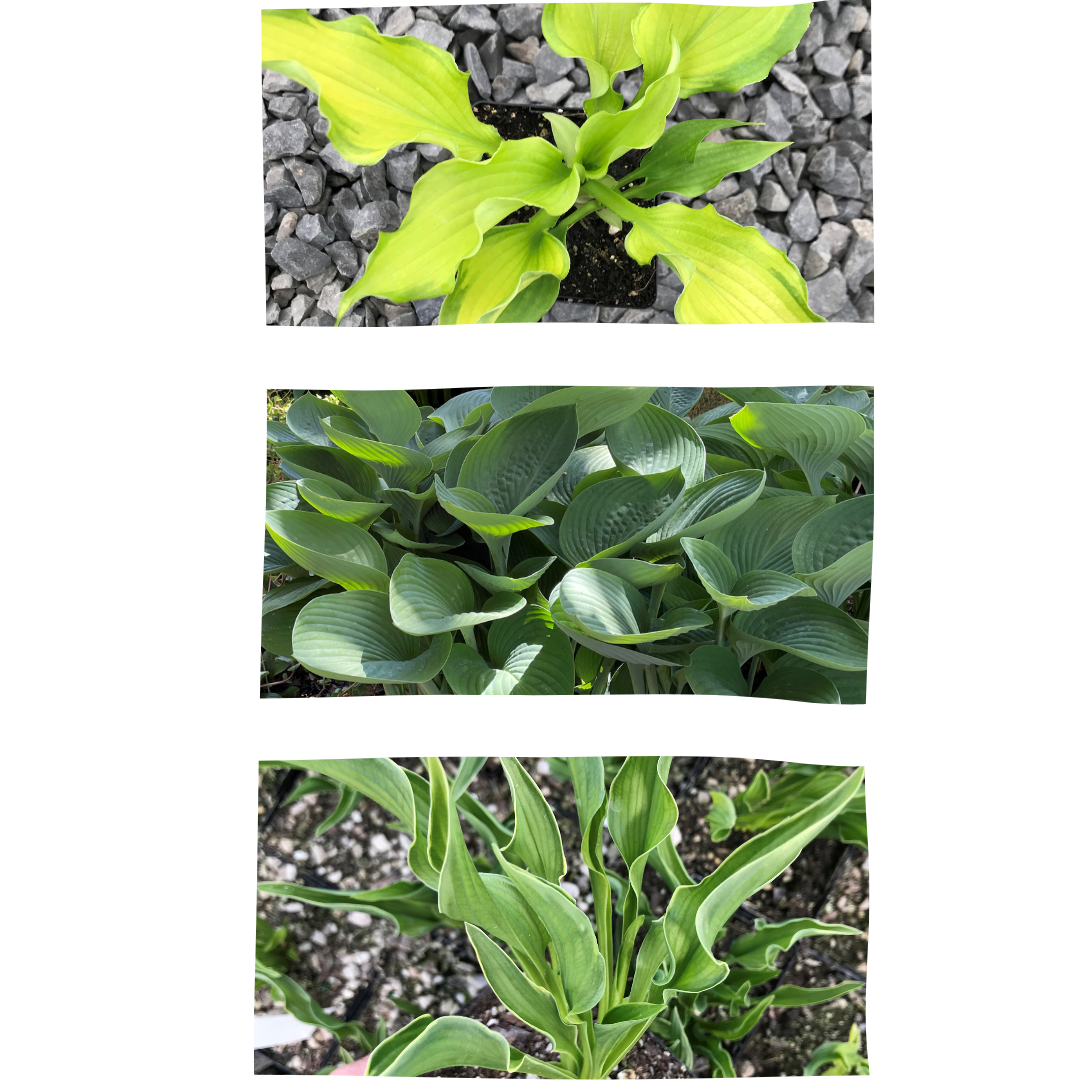 Hostas Hustle: Grow Like Mike