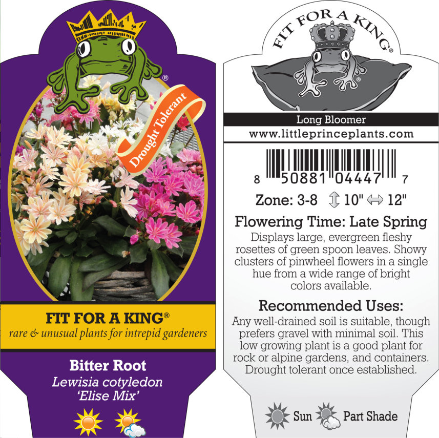 Lewisia cotyledon 'Elise Mix' - Bitter Root (4.5" Pot) | Little Prince ...