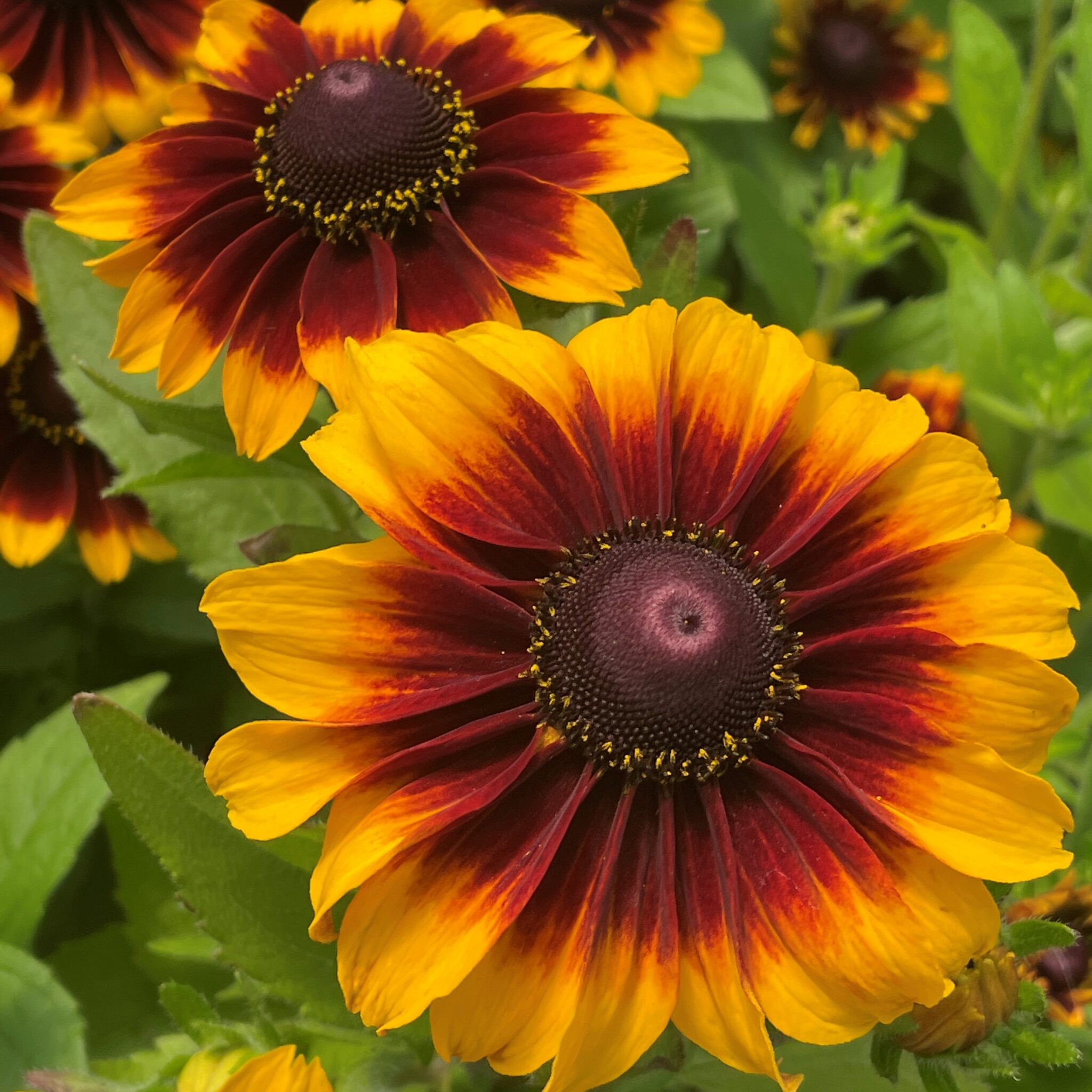 Rudbeckia hirta 'Toto® Rustic - Black Eyed Susan (4" Pot) | Little ...