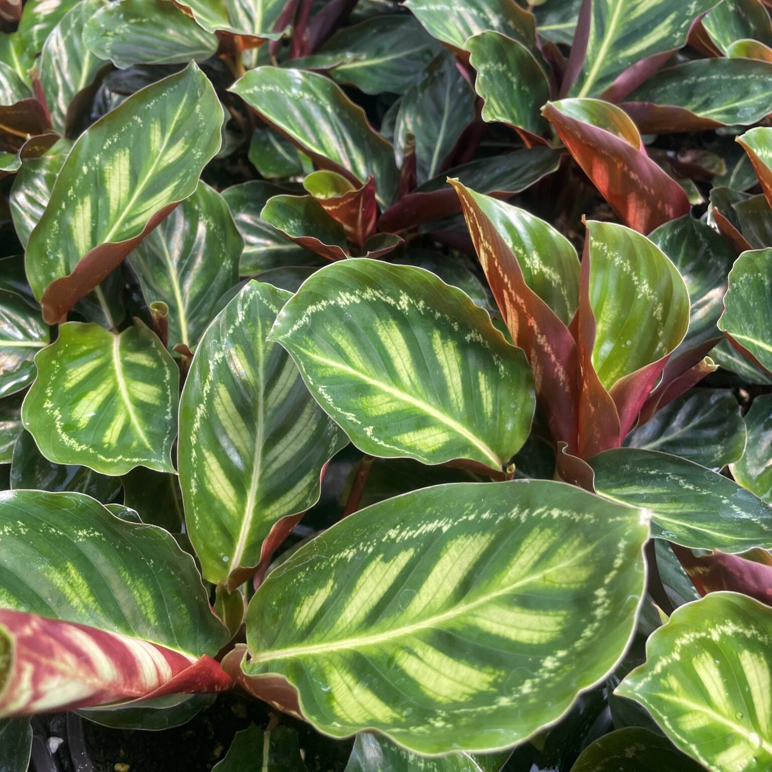Calathea 'Flamestar' - Prayer Plant (4.5" Pot) | Little Prince To Go