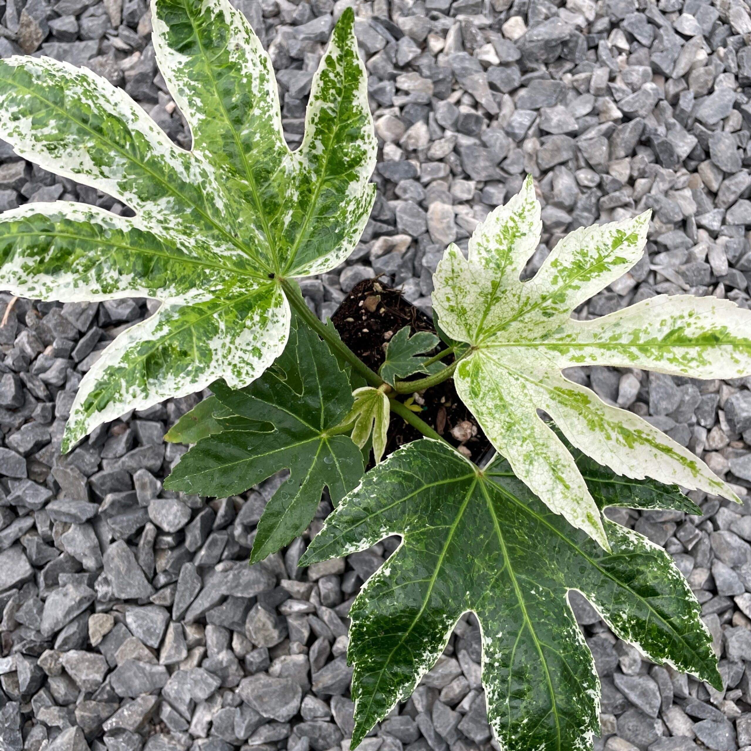 Fatsia japonica 'Spider's Web' - Japanese Aralia (4.5" Pot) | Little ...