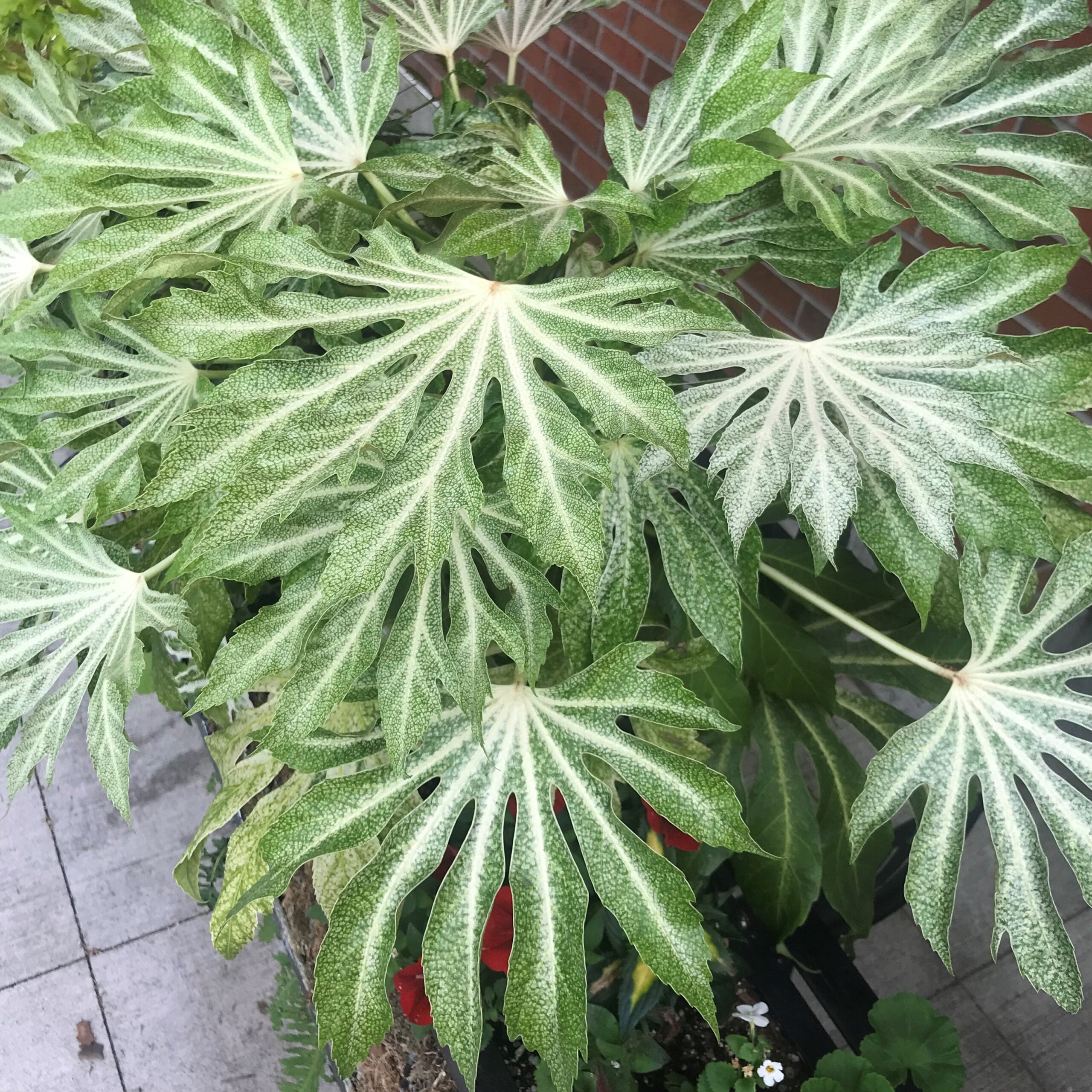 Fatsia japonica 'Spider's Web' - Japanese Aralia (4.5" Pot) | Little ...