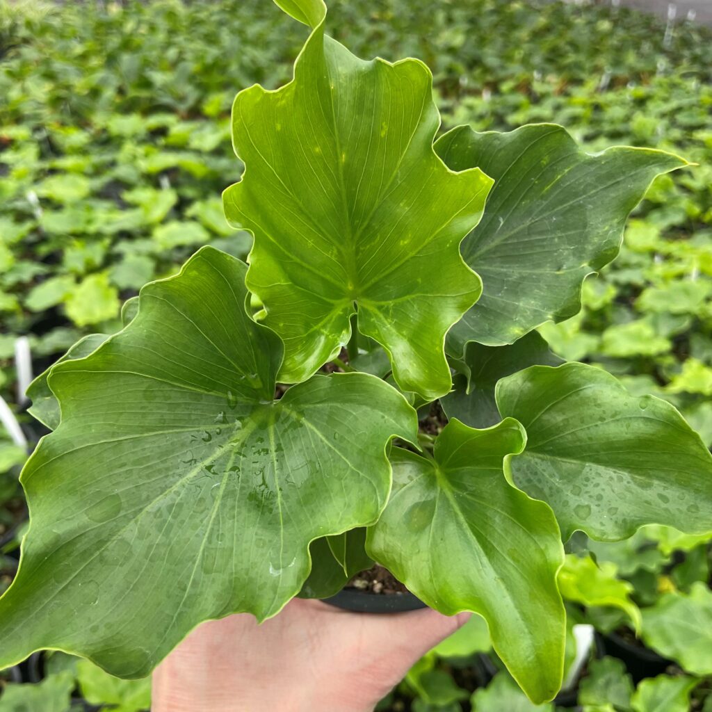 Philodendron 'Lickety Split' - Philodendron | Little Prince of Oregon ...