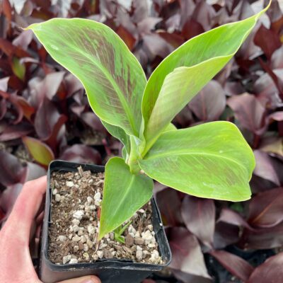 Musa 'Vampire' - Banana Plant (4.5" Pot) | Little Prince To Go
