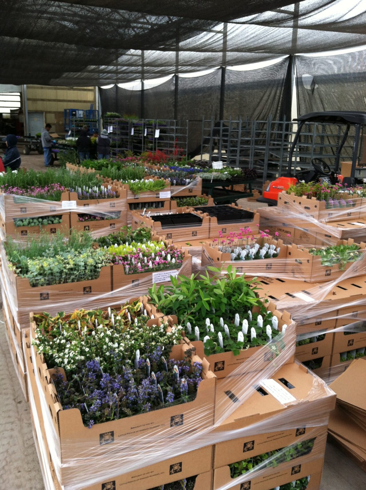 Plants for Retail Garden Centers | Little Prince Plants