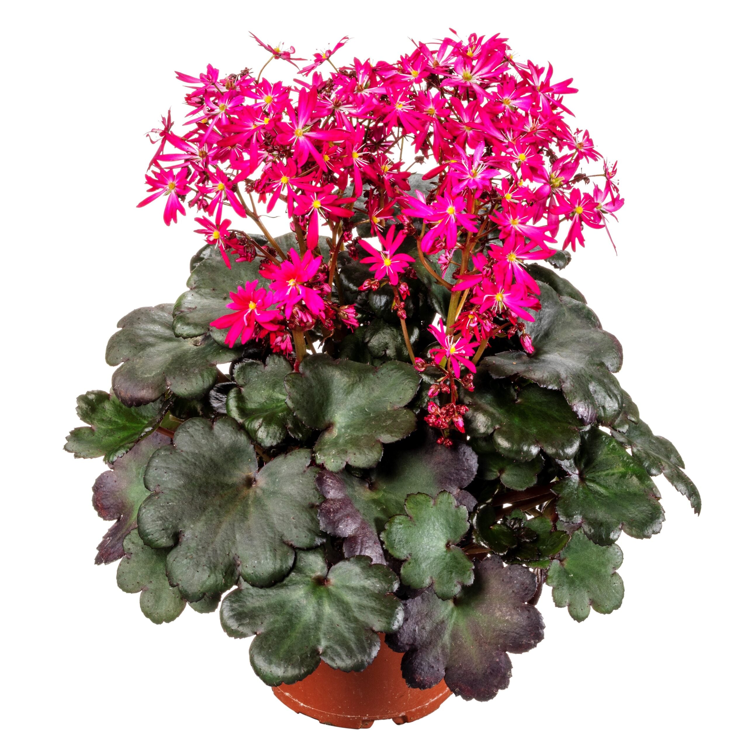 Saxifraga Dancing Pixies