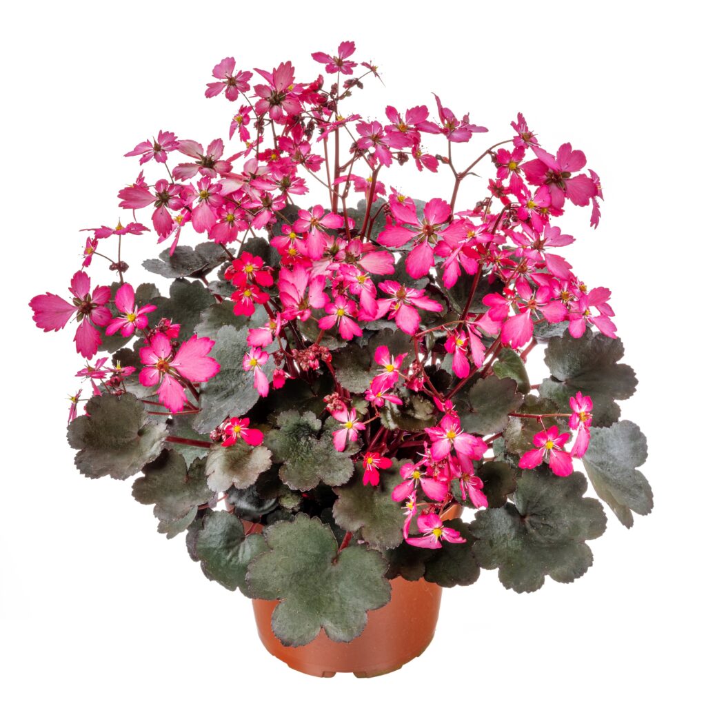 Saxifraga cortusifolia Dancing Pixies® 'Toni' - Saxifrage (4.5" Pot ...