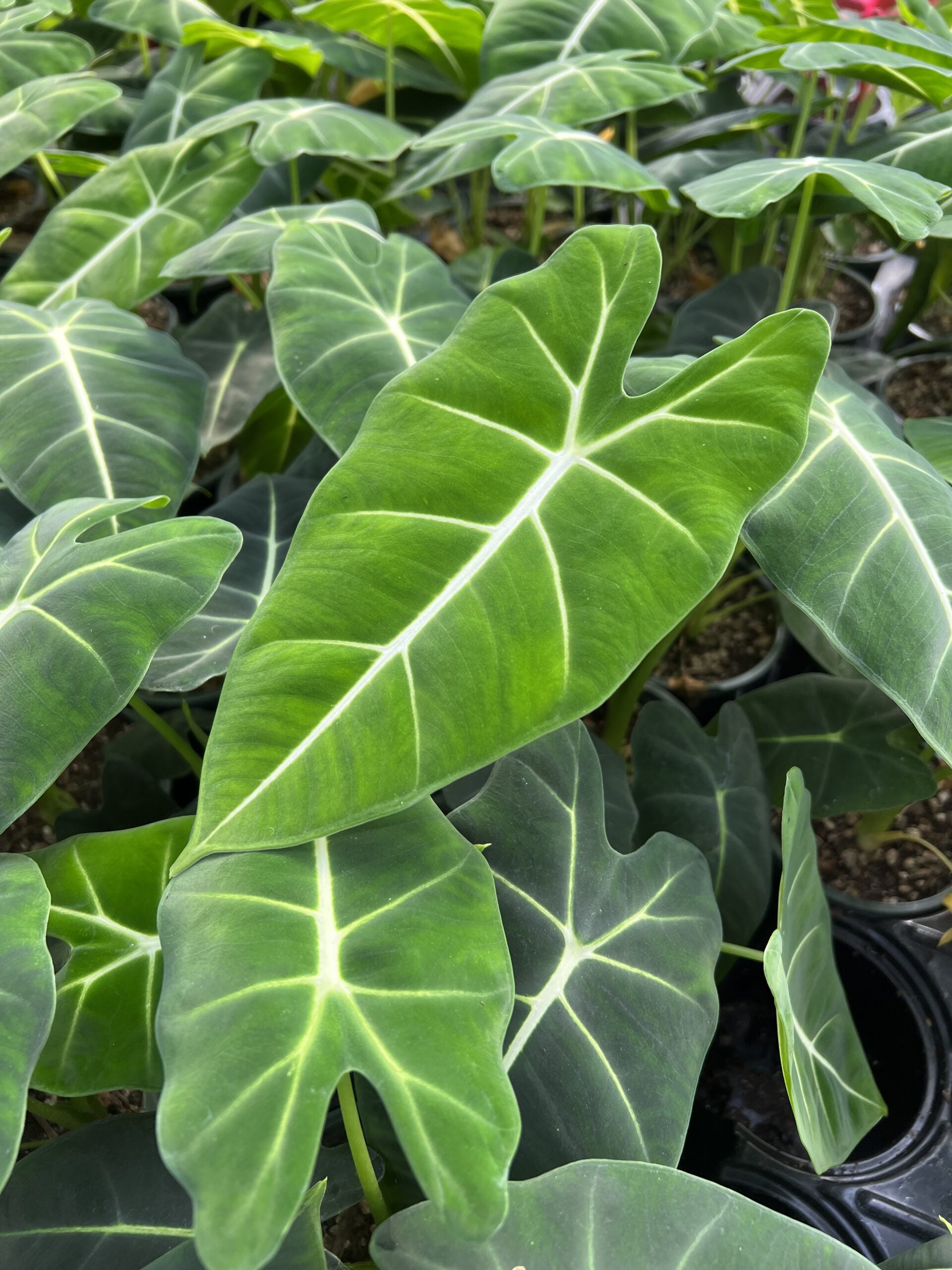 Alocasia 'Frydek' - Green Velvet Alocasia (4.5" Pot) | Little Prince To Go