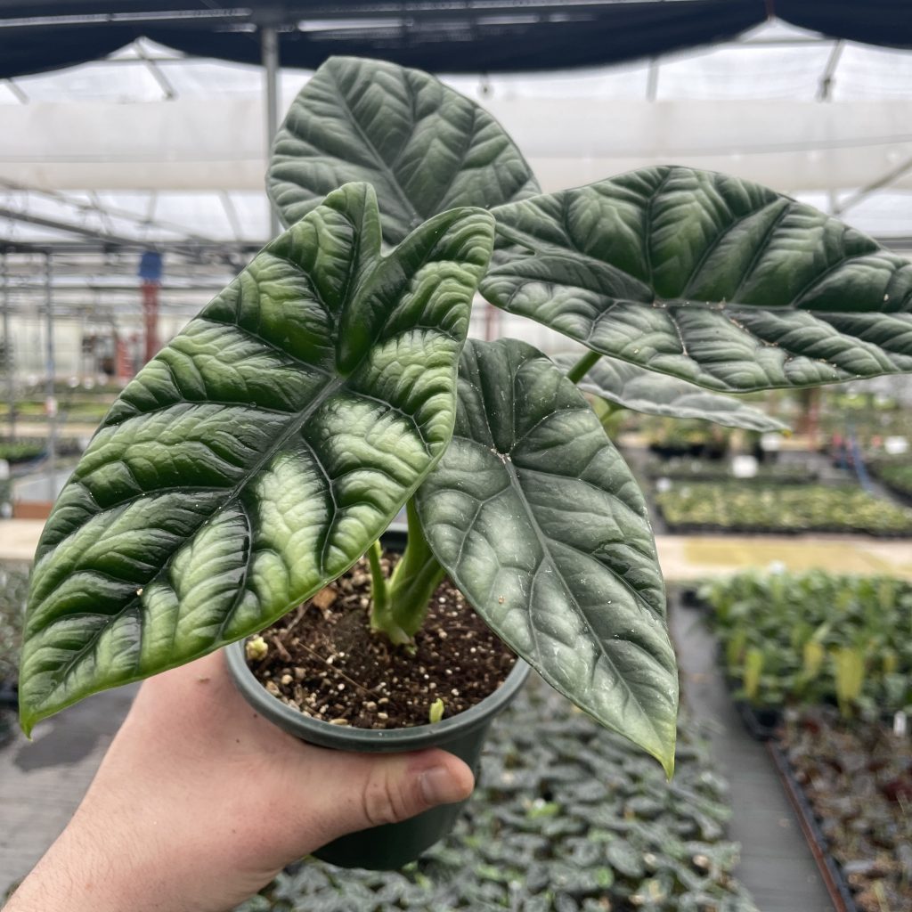 Alocasia sinuata - Quilted Dreams Alocasia (4.5" Pot) | Little Prince ...