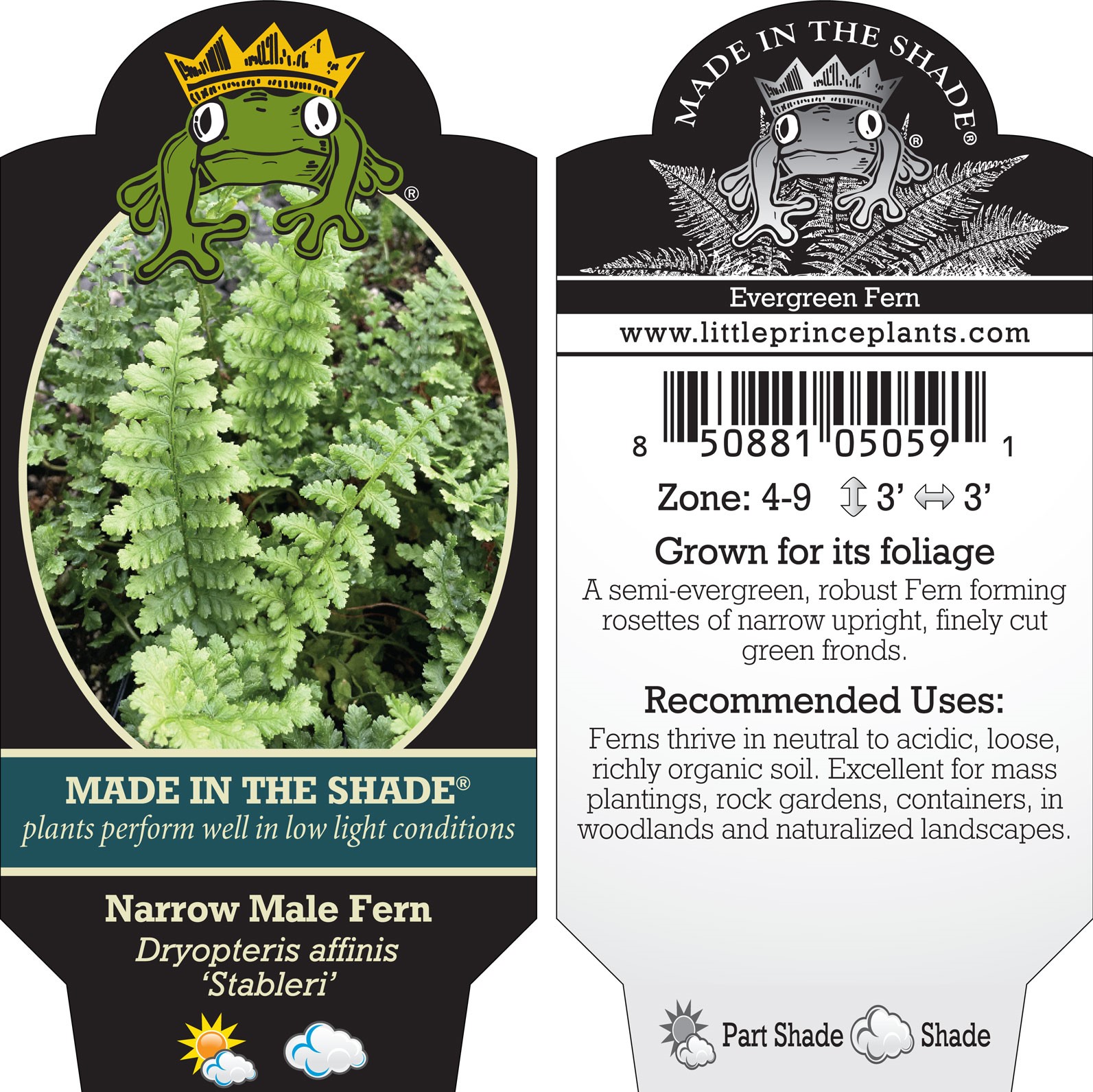 Dryopteris affinis ‘Stableri’ – Narrow Male Fern (3.5" Pot) | Little ...