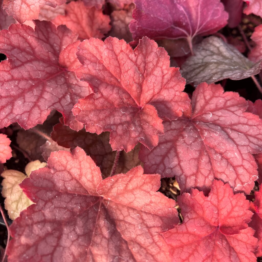 Heuchera 'Fire Chief' - Coral Bells (4.5
