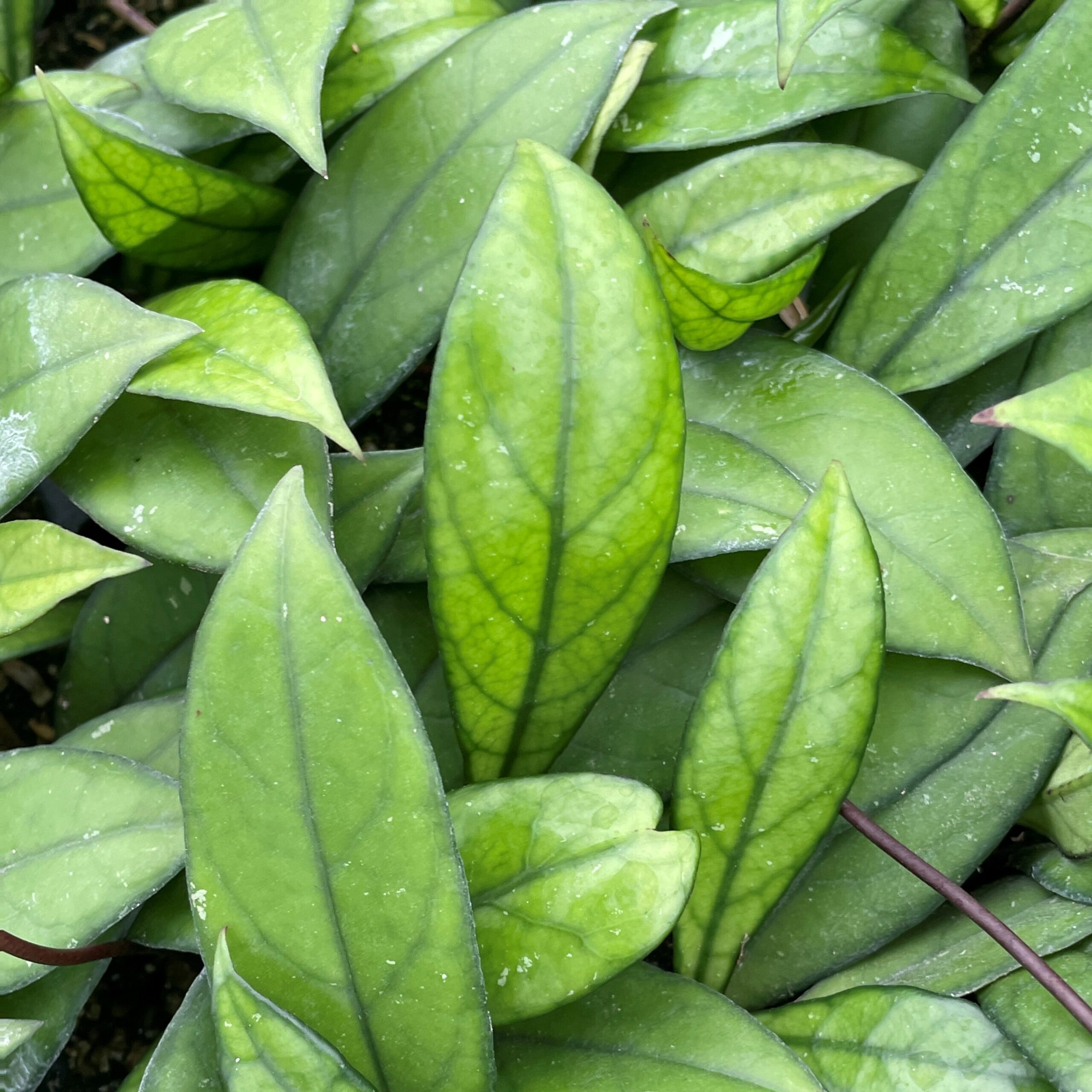 Hoya crassipetiolata - Wax Plant (4.5" Pot) | Little Prince of Oregon ...